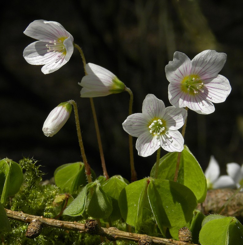 Wood Sorrel (Oxalis acetosella) by Michael Newton | Hebden Bridge ...